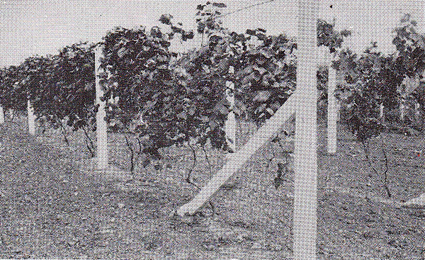 Concrete Fence Posts