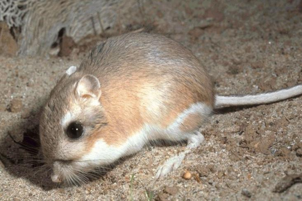 Kangaroo Rats - Controlling this Voracious Rodent using Hardware Cloth