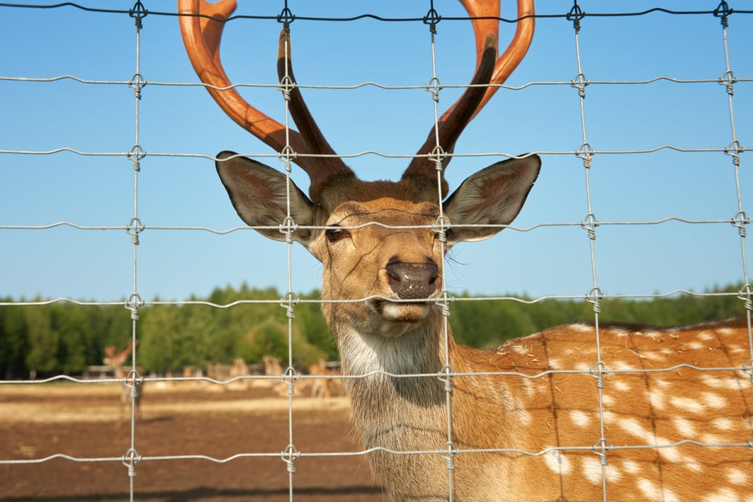 American-made Deer Fence
