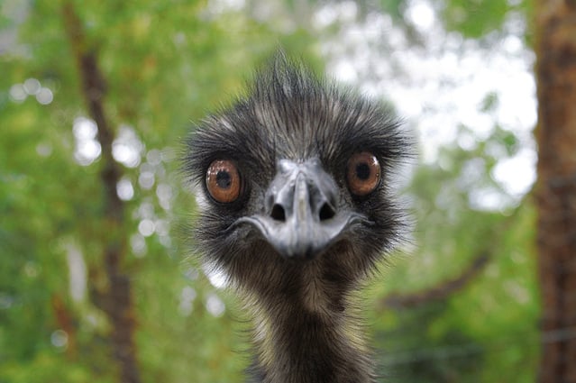 A Fence for Your Emu